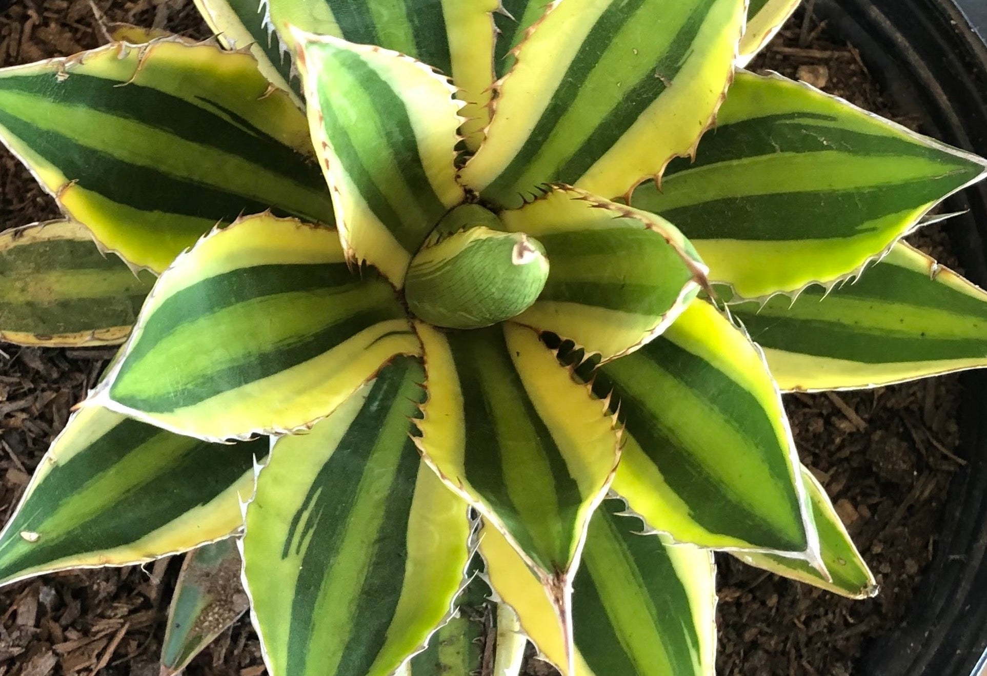 Explore Our Unique Succulent Collection | Elektros Plants