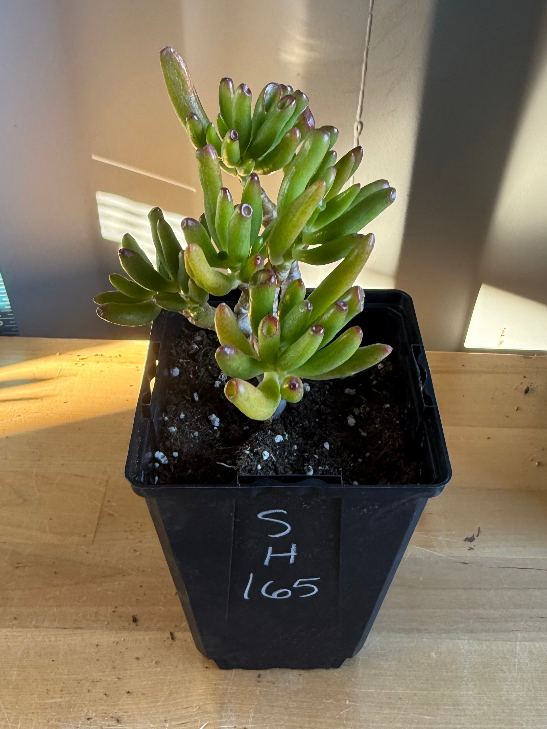 'ET Fingers' Jade SH165 | Crassula ovata 'Gollum' – Elektros Plants