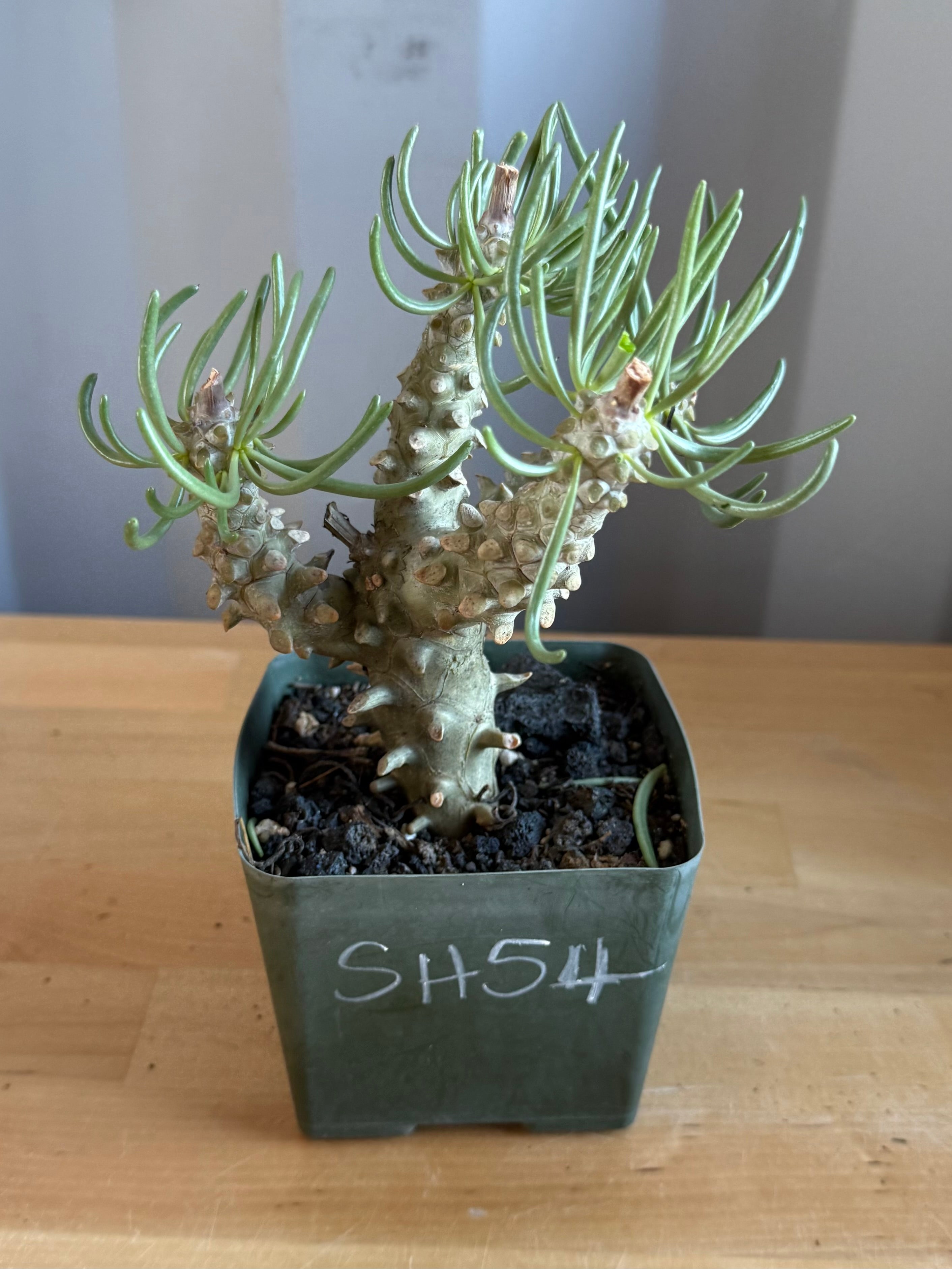 Tylecodon wallichii SH54 | Pegleg Butterbush – Elektros Plants