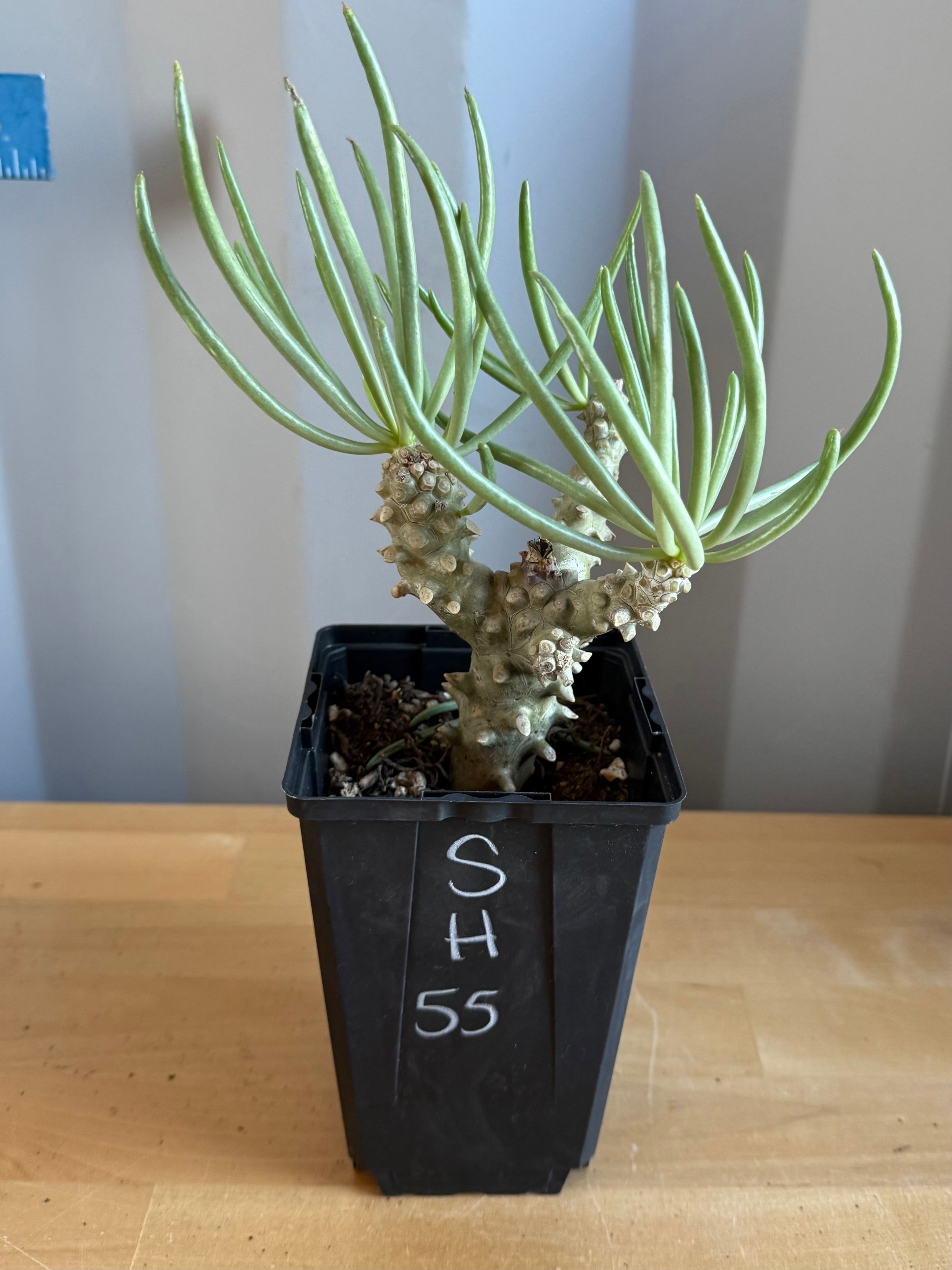 Tylecodon wallichii SH55 | Pegleg Butterbush – Elektros Plants