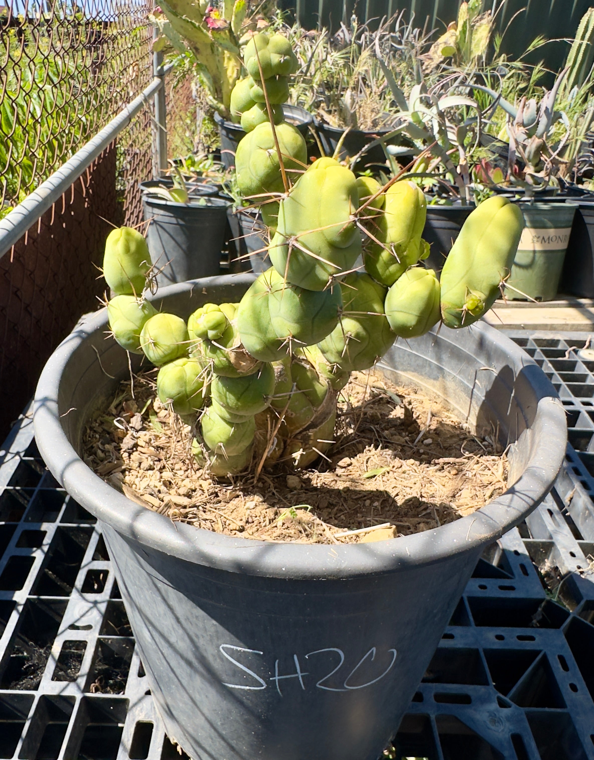 Trichocereus bridgesii f. monstrose - Penis Cactus SH20 – Elektros Plants