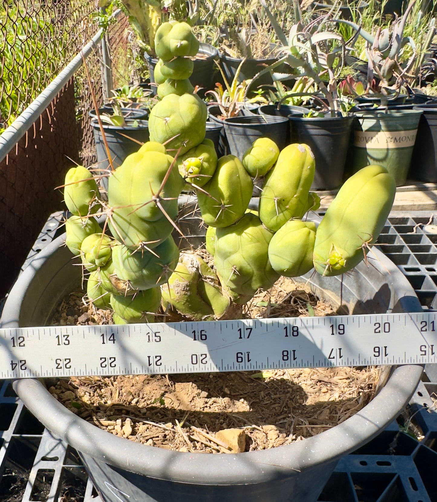 Trichocereus bridgesii f. monstrose - Penis Cactus SH20 – Elektros Plants